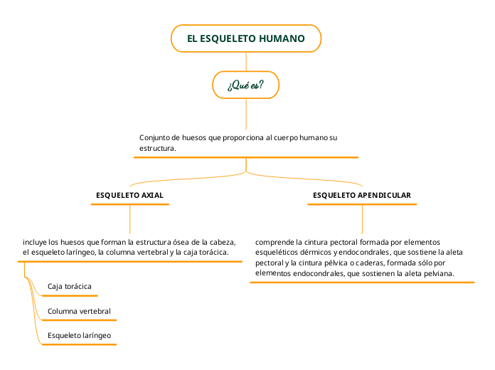 EL ESQUELETO HUMANO - Mind Map