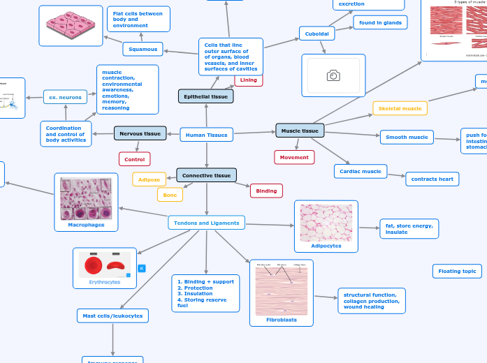 Human Tissues - Mind Map
