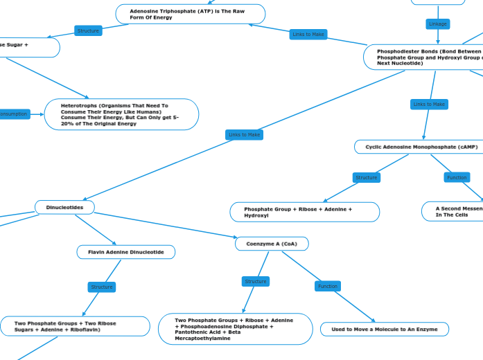Nucleic Acid Concept Map Answer Key - Map