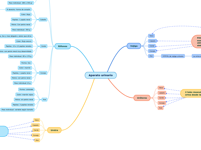 Aparato urinario - Mind Map