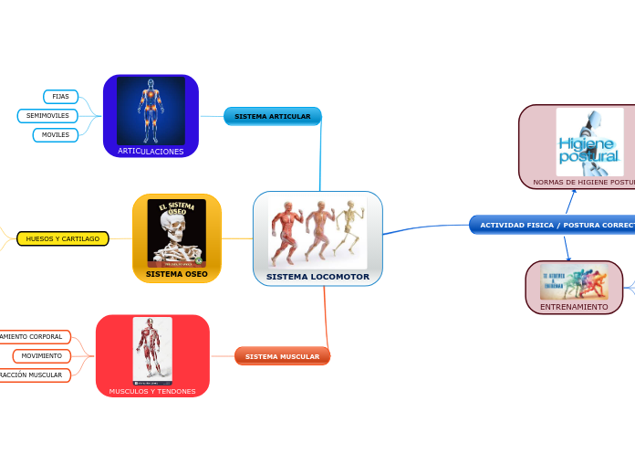 SISTEMA LOCOMOTOR - Mind Map