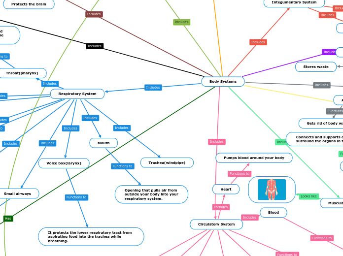 Body Systems - Mind Map