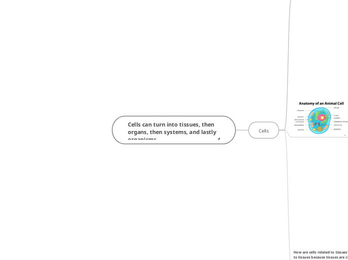 Mind Map Assignment-Cells, Tissues, Organs...- Mind Map