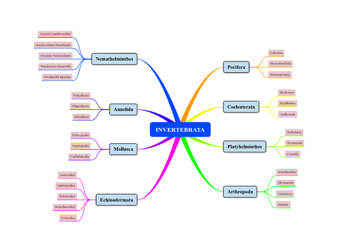 INVERTEBRATA - Mind Map