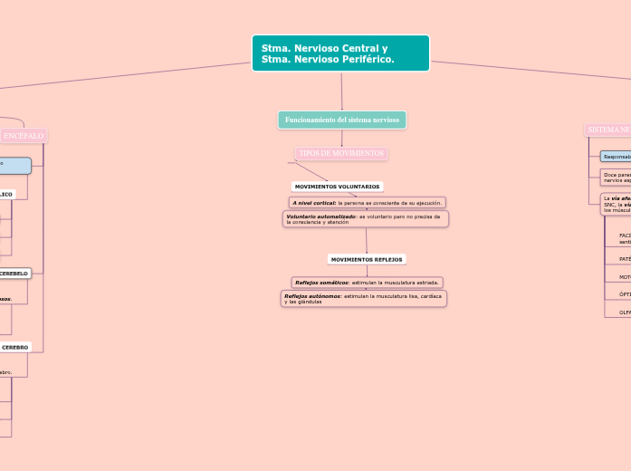 Stma. Nervioso Central y Stma. Nervioso Pe...- Mind Map