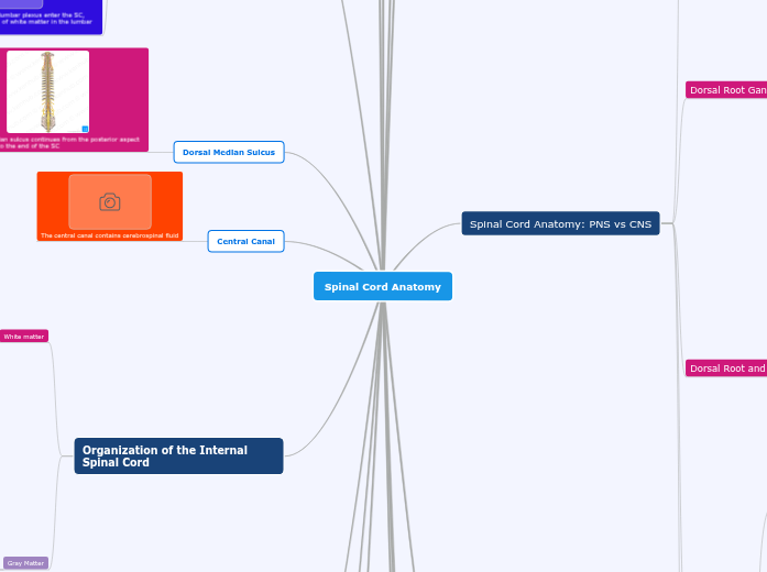 Spinal Cord Anatomy - Mind Map