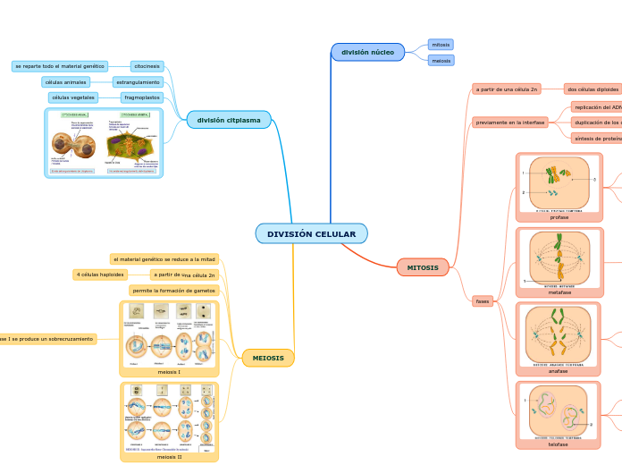 DIVISIÓN CELULAR - Mind Map
