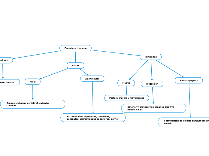 Esqueleto Humano - Mind Map