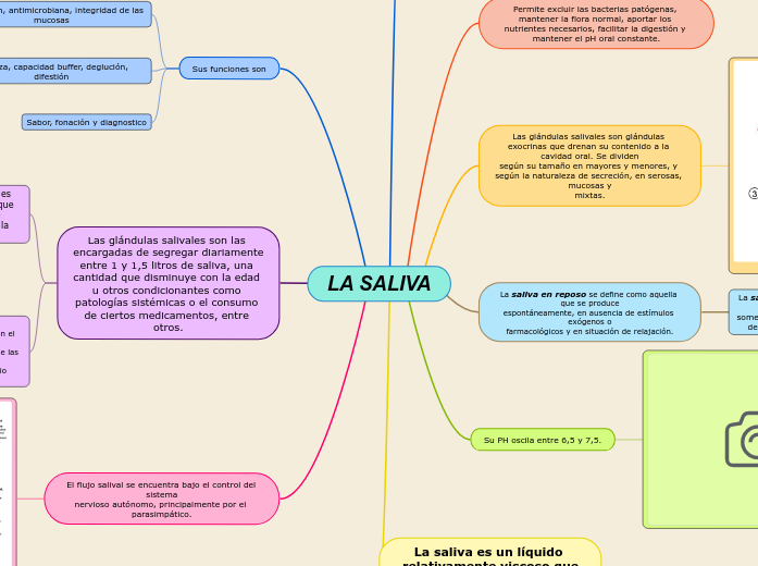 LA SALIVA - Mind Map