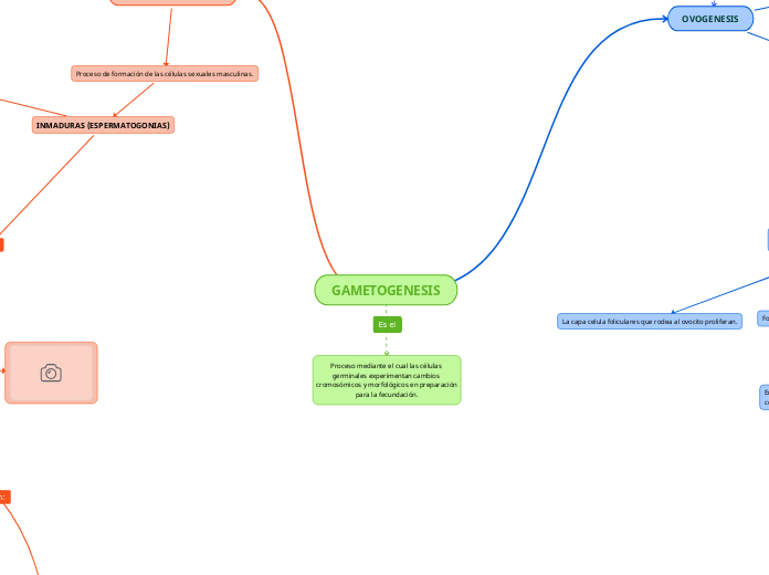 GAMETOGENESIS - Mind Map