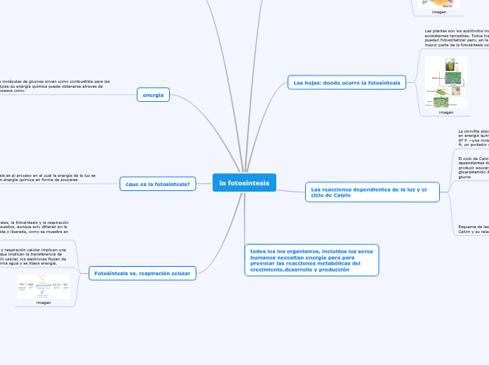 la fotosintesis - Mind Map