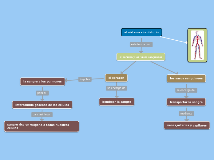 el sistema circulatorio - Mind Map
