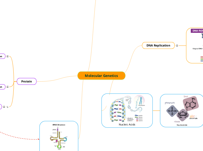 Molecular Genetics - Mind Map