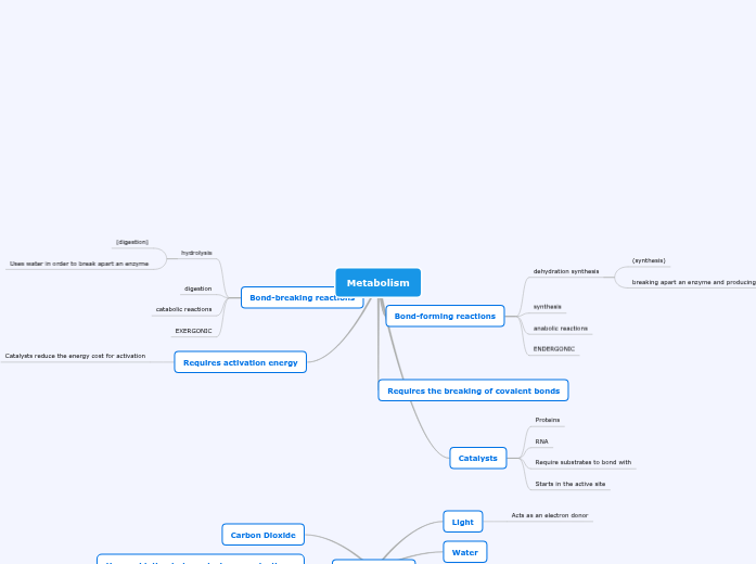 Metabolism - Mind Map