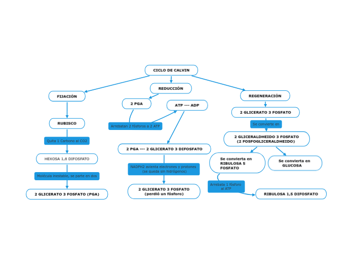 CICLO DE CALVIN - Mind Map