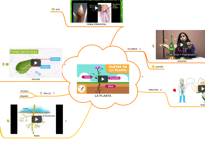 LA PLANTA - Mind Map
