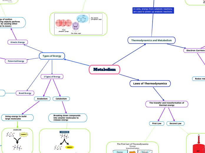 Metabolism - Mind Map