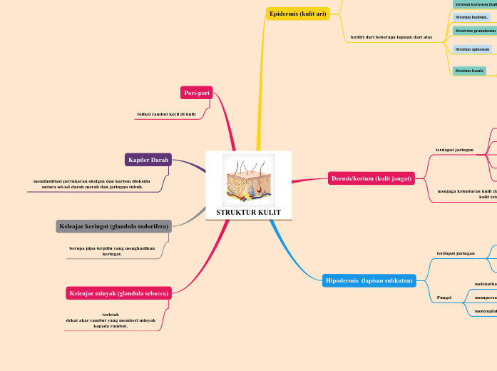 STRUKTUR KULIT - Mind Map