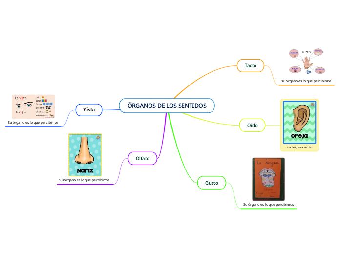 ÓRGANOS DE LOS SENTIDOS - Mind Map