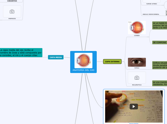 ANATOMIA DEL OJO - Mind Map