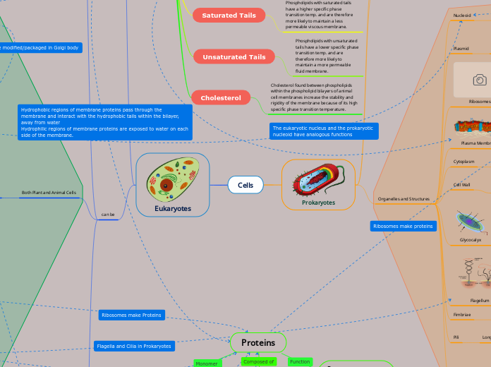 Cells - Mind Map
