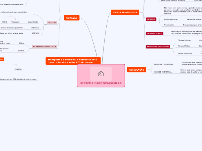 SISTEMA CARDIOVASCULAR - Mind Map