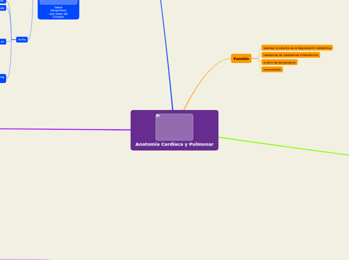 Anatomía Cardiopulmonar - Mind Map