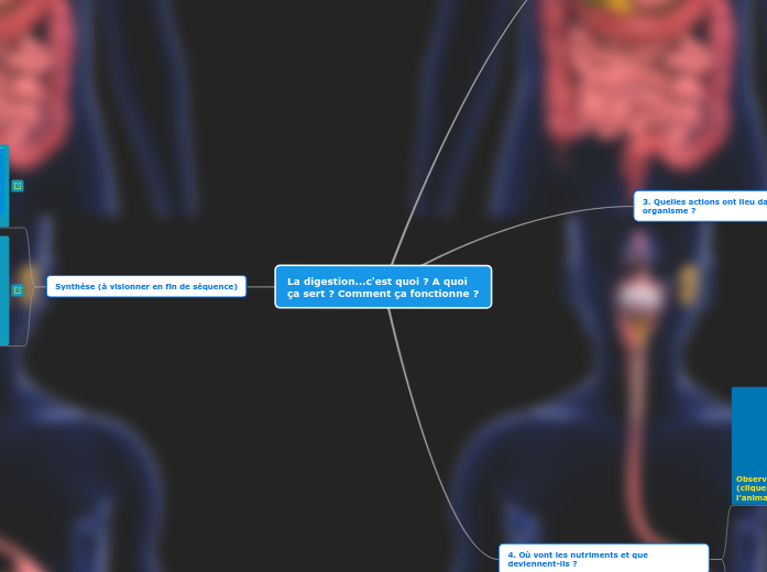 digestion - Mind Map