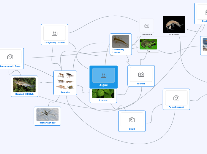 Food Web - Mind Map