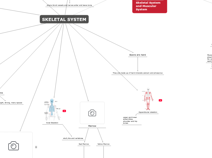 Skeletal System - Mind Map