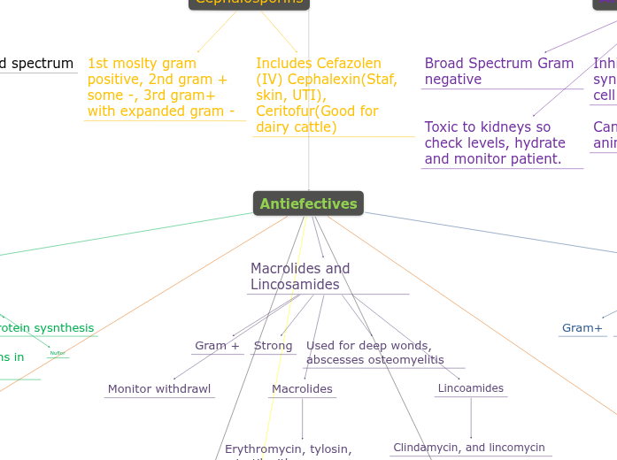 Antibiotics - Mind Map