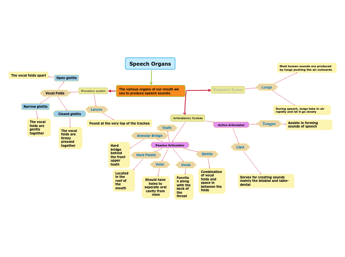 Speech Organs - Mind Map
