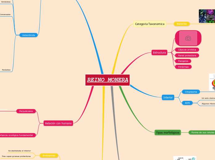 REINO MONERA - Mind Map