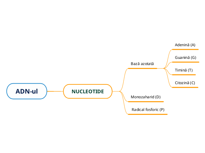 ADN-ul - Mind Map