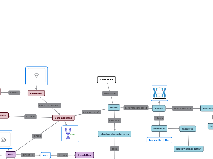 Heredity Concept Map Assessment - Mind Map