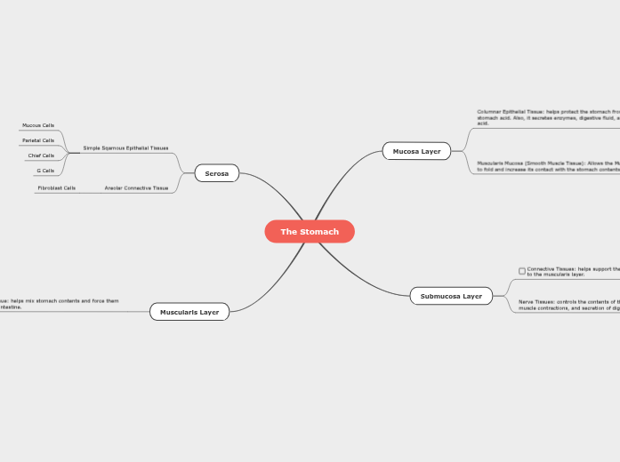 The Stomach - Mind Map