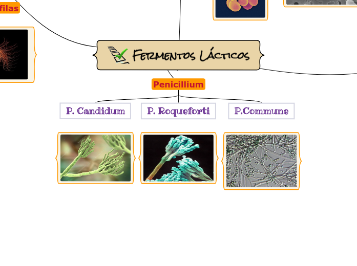 Fermentos Lácticos - Mind Map
