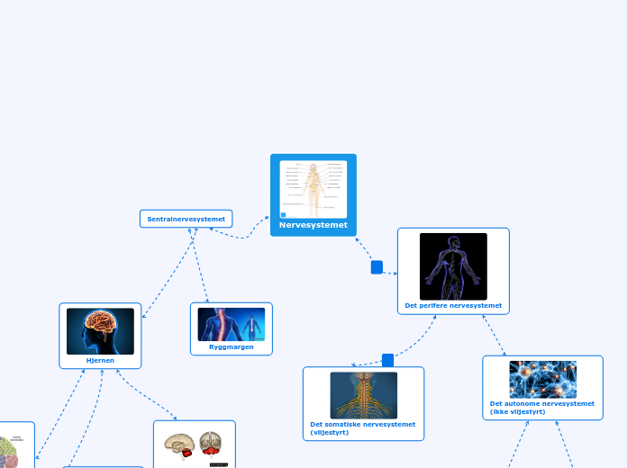 Nervesystemet - Mind Map