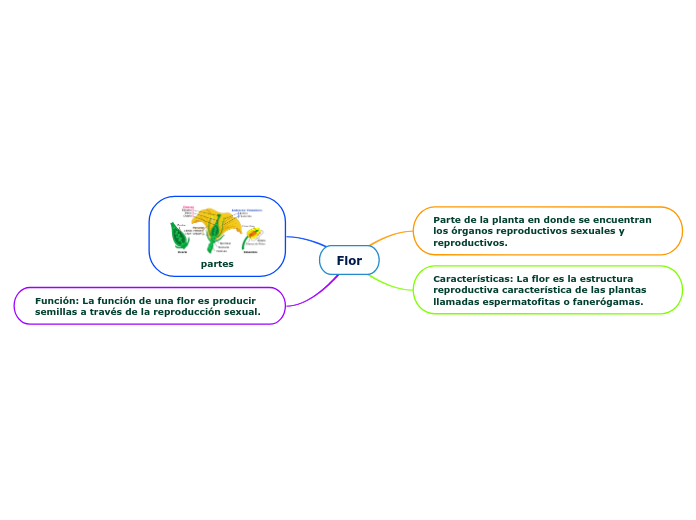 Flor - Mind Map