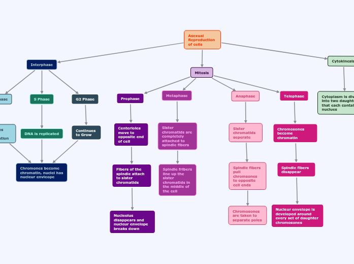Asexual Reproduction of cells - Mind Map