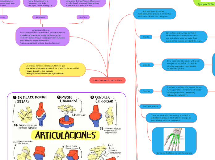 TIPOS DE ARTICULACIONES - Mind Map