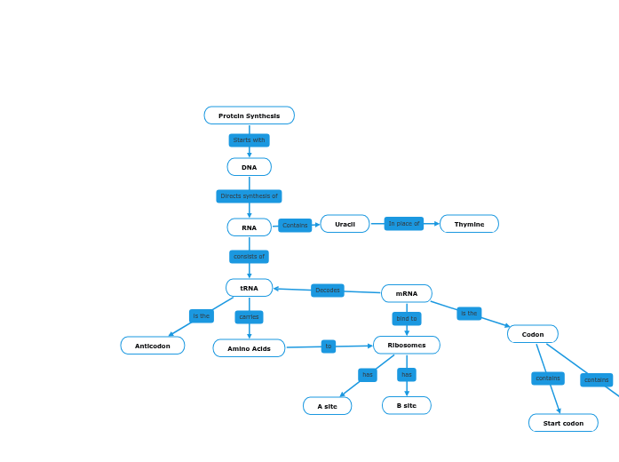 Protein Synthesis - Mind Map