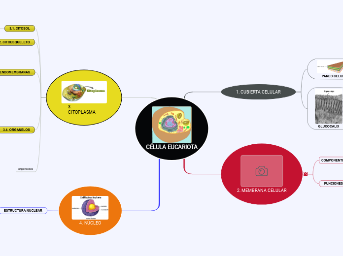 CÉLULA EUCARIOTA - Mind Map