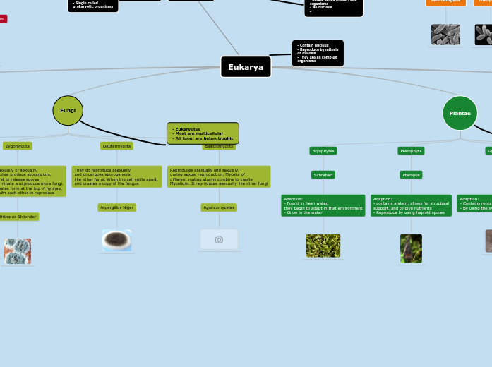 Diversity of Life Concept Map - Mind Map