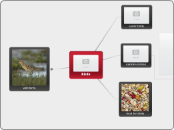 Birds - Mind Map
