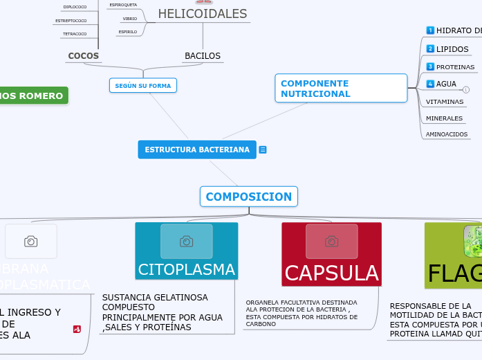 ESTRUCTURA BACTERIANA - Mind Map