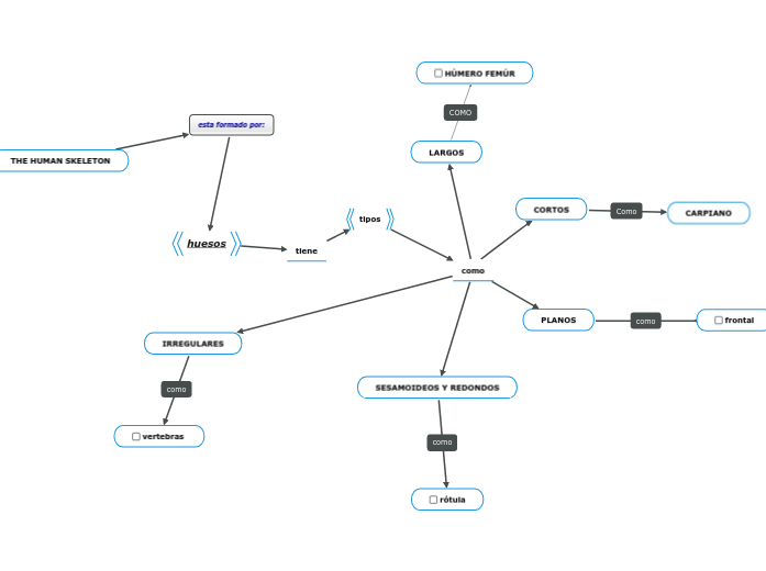 THE HUMAN SKELETON - Mind Map