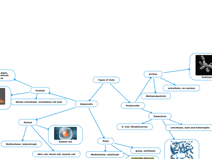 Types of Cells - Mind Map