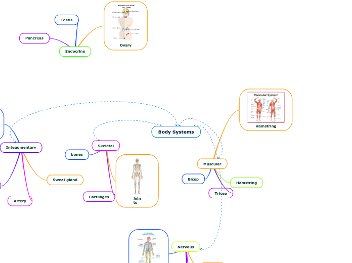Body Systems - Mind Map