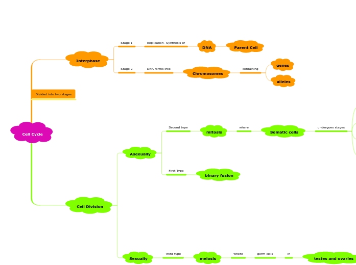 Cell Cycle - Mind Map